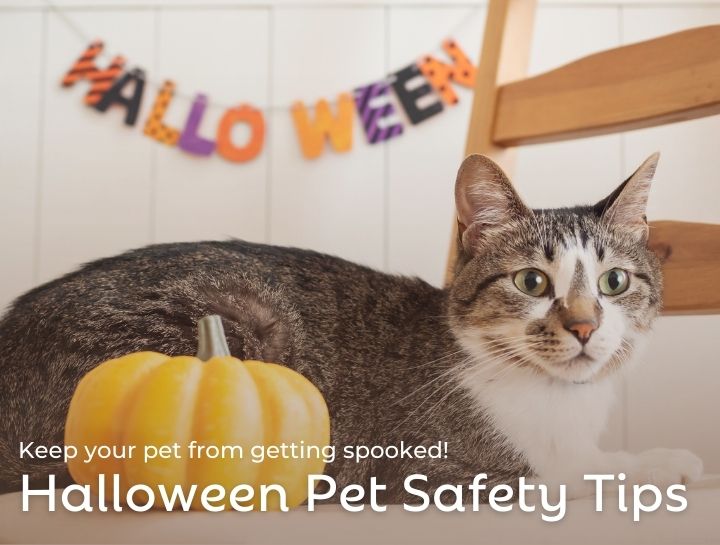 5 Halloween Pet Safety Tips Glenwood Village Pet Hospital
